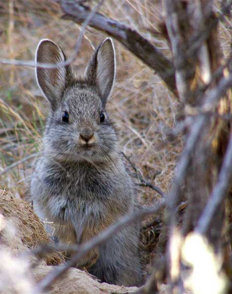 Nearly extinct rabbits breeding in the wild | VailDaily.com